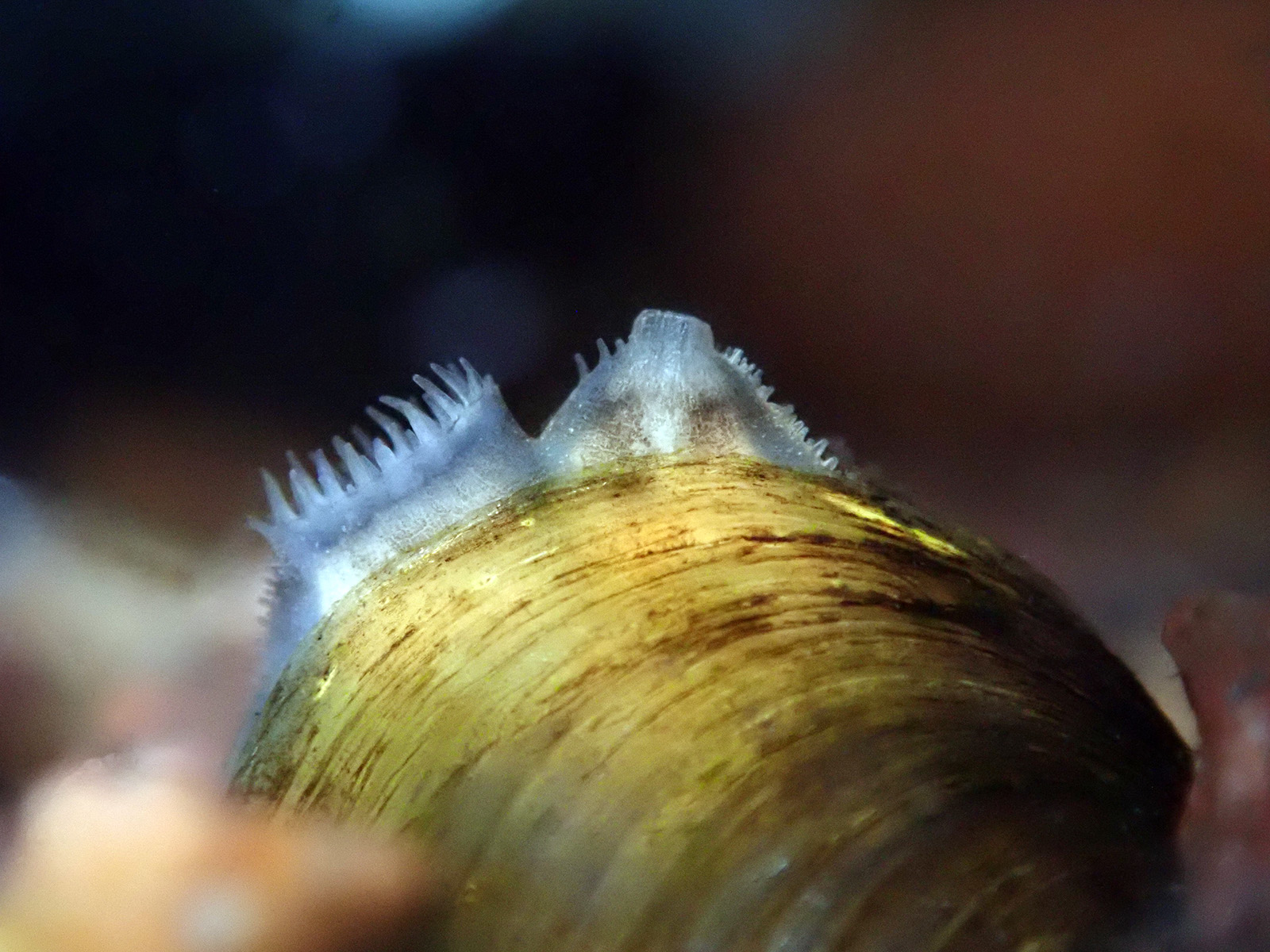 Asian Clams to Monitor Water Quality