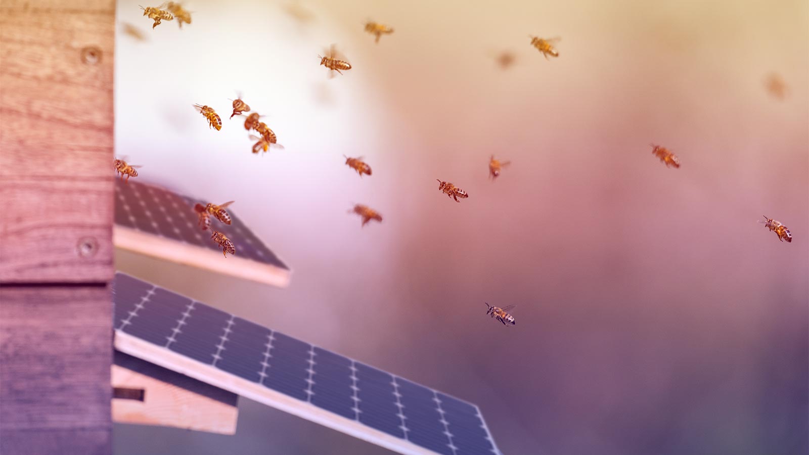 Smart Beehives Will Monitor their Colonies with AI